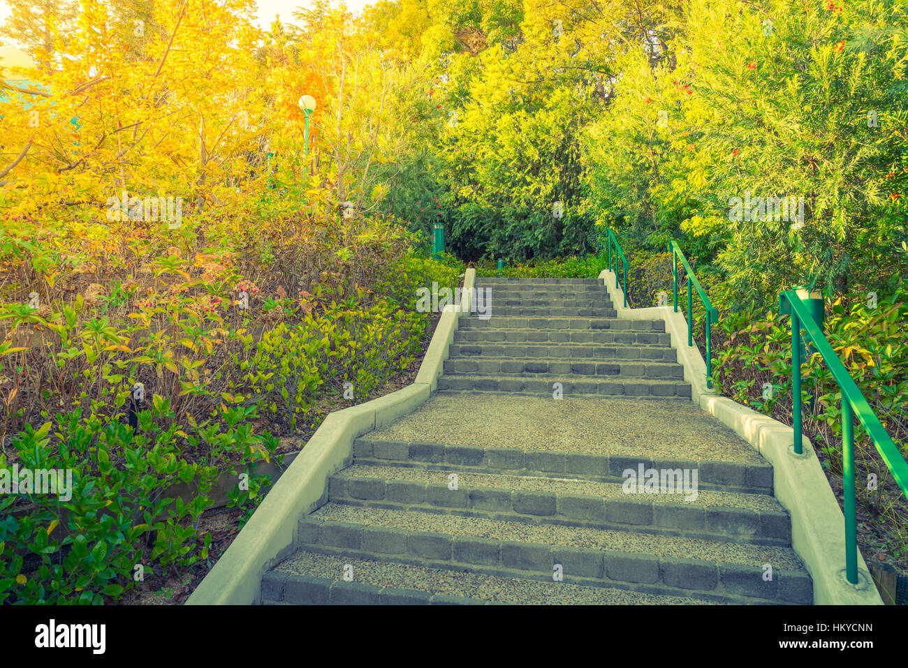 Way in forest Stock Photo - Alamy