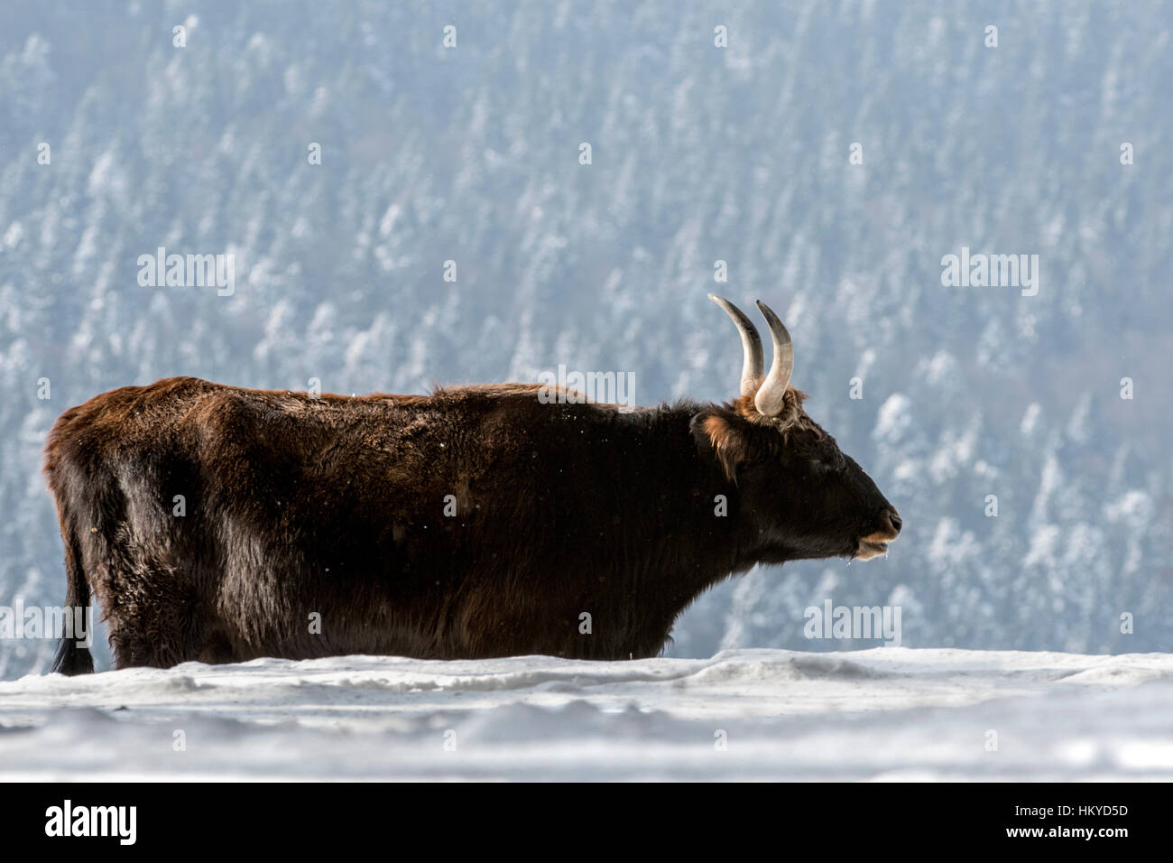 Heck cattle (Bos domesticus) cow in the snow in winter. Attempt to ...