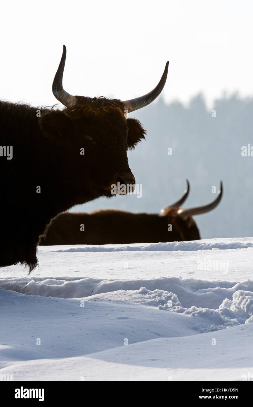 Heck cattle (Bos domesticus) bull in the snow in winter. Attempt to ...