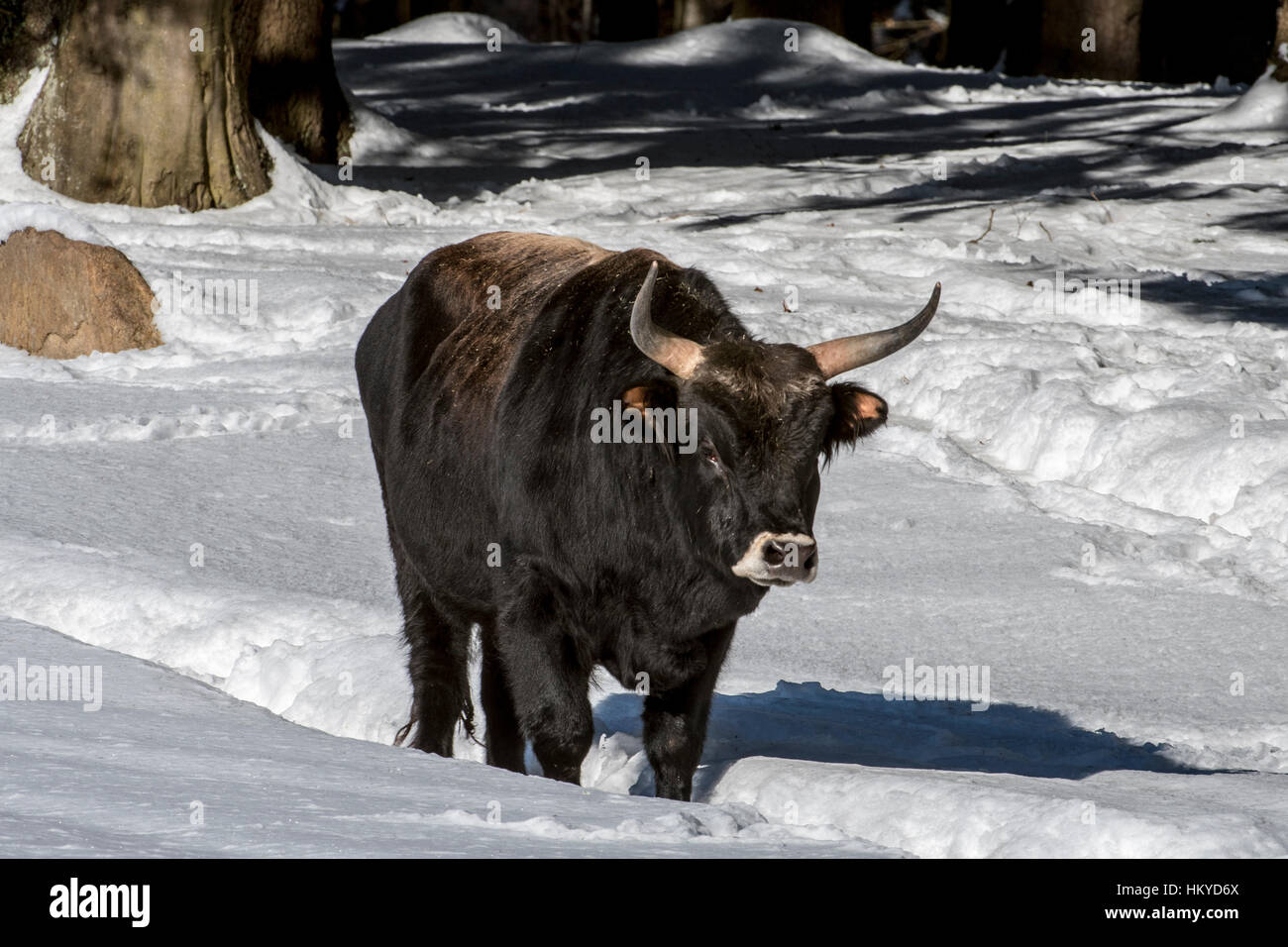Extinct animal hi-res stock photography and images - Alamy