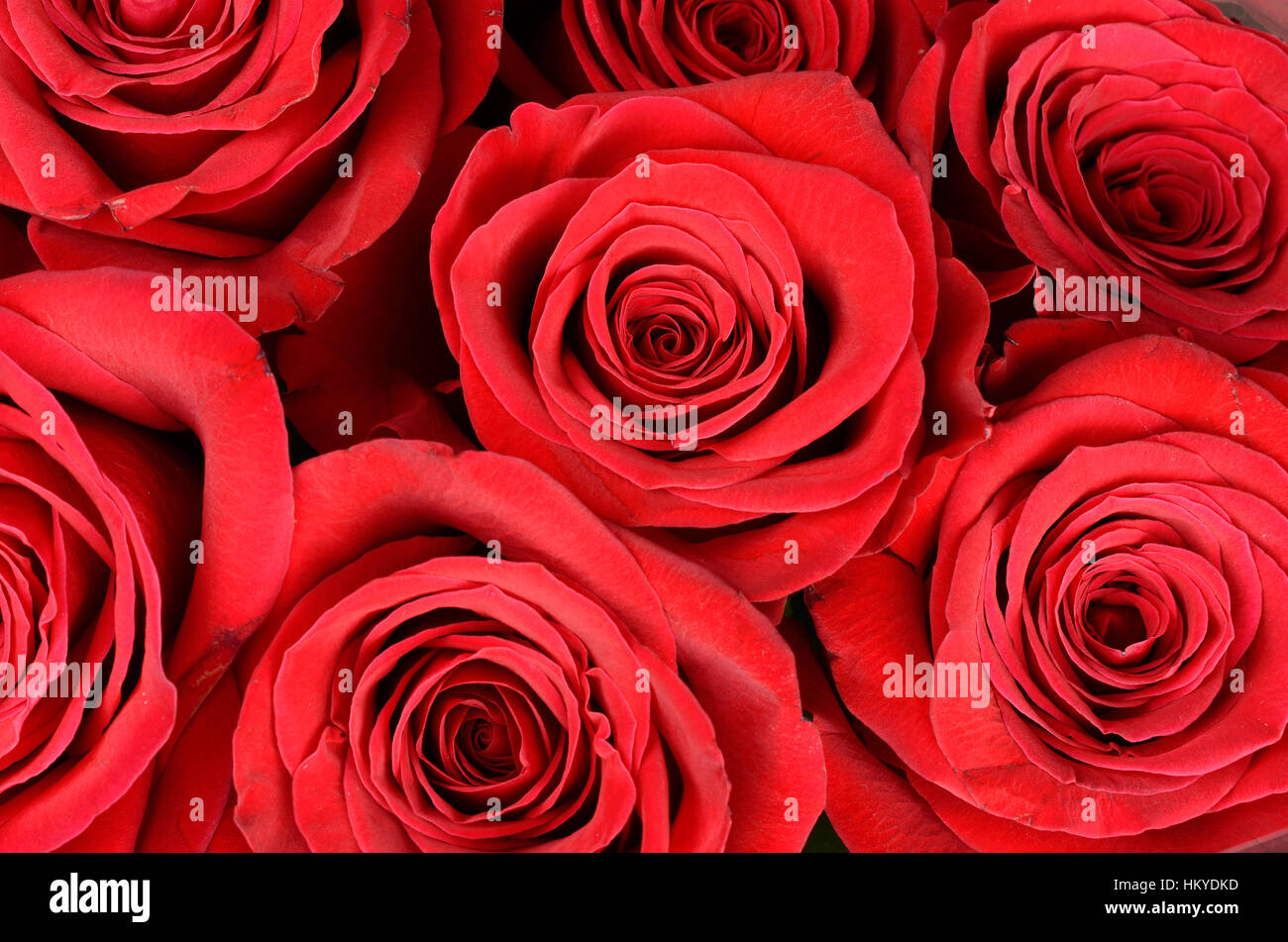 Bouquet of red roses extremely close up. Macro shot Stock Photo - Alamy