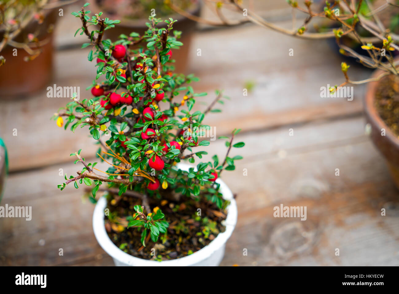 Small bonsai tree Stock Photo - Alamy