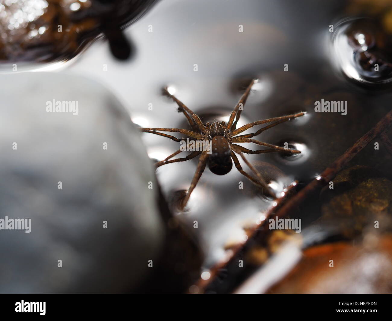 Spider standing on water surface Stock Photo - Alamy