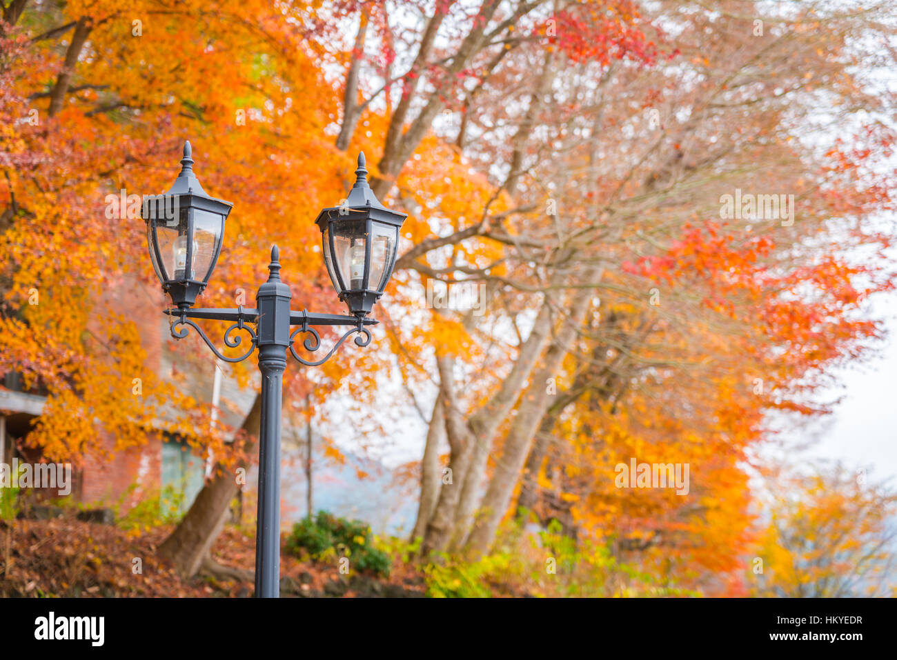 Beautiful Colorful Autumn Leaves Stock Photo - Alamy