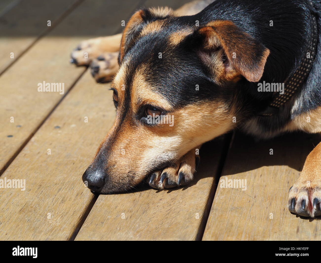 Miniature Fox Terrier puppy laying in the sun Stock Photo - Alamy