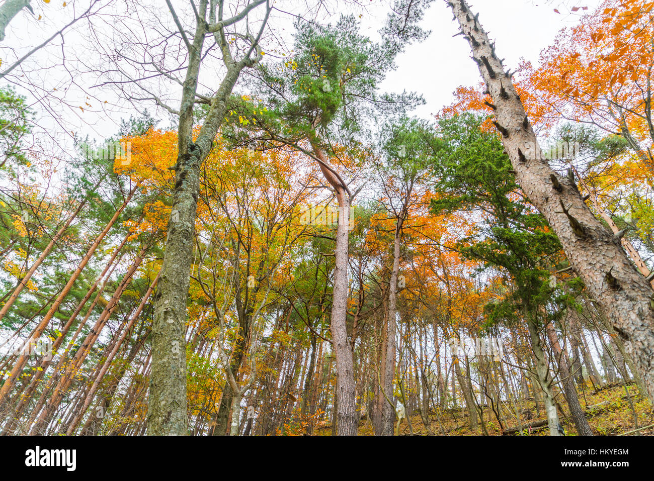 Beautiful Colorful Autumn Leaves Stock Photo - Alamy