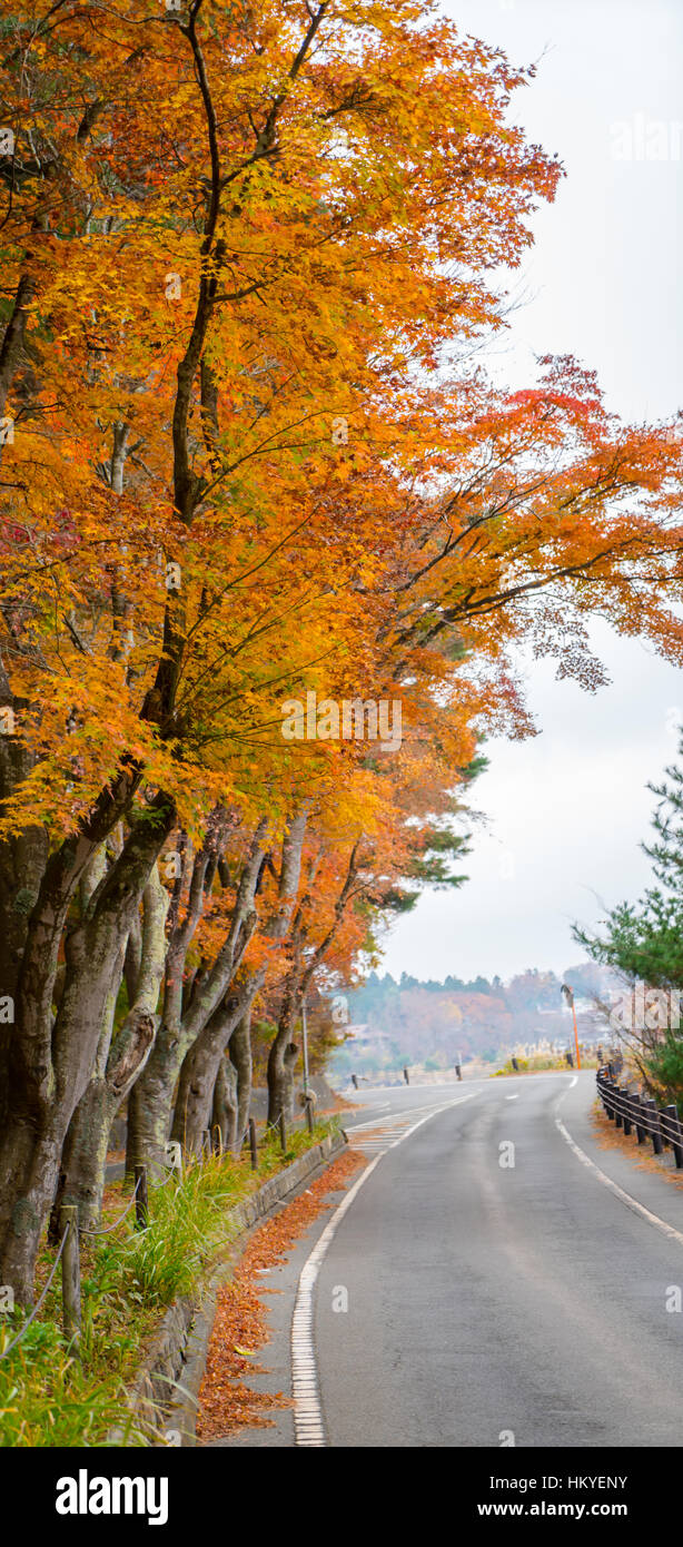 Beautiful Colorful Autumn Leaves Stock Photo - Alamy