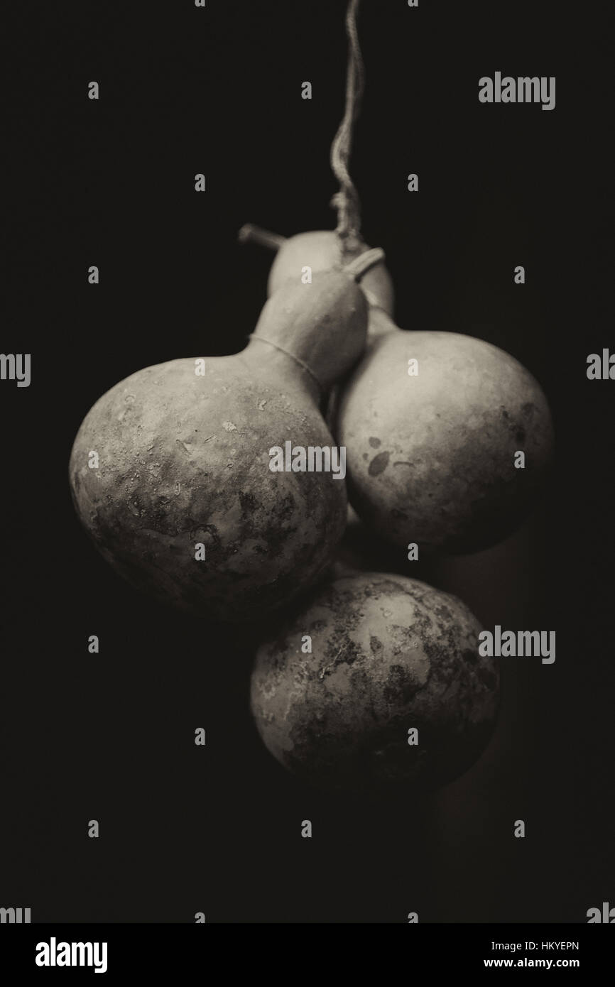 British gourds hi-res stock photography and images - Alamy