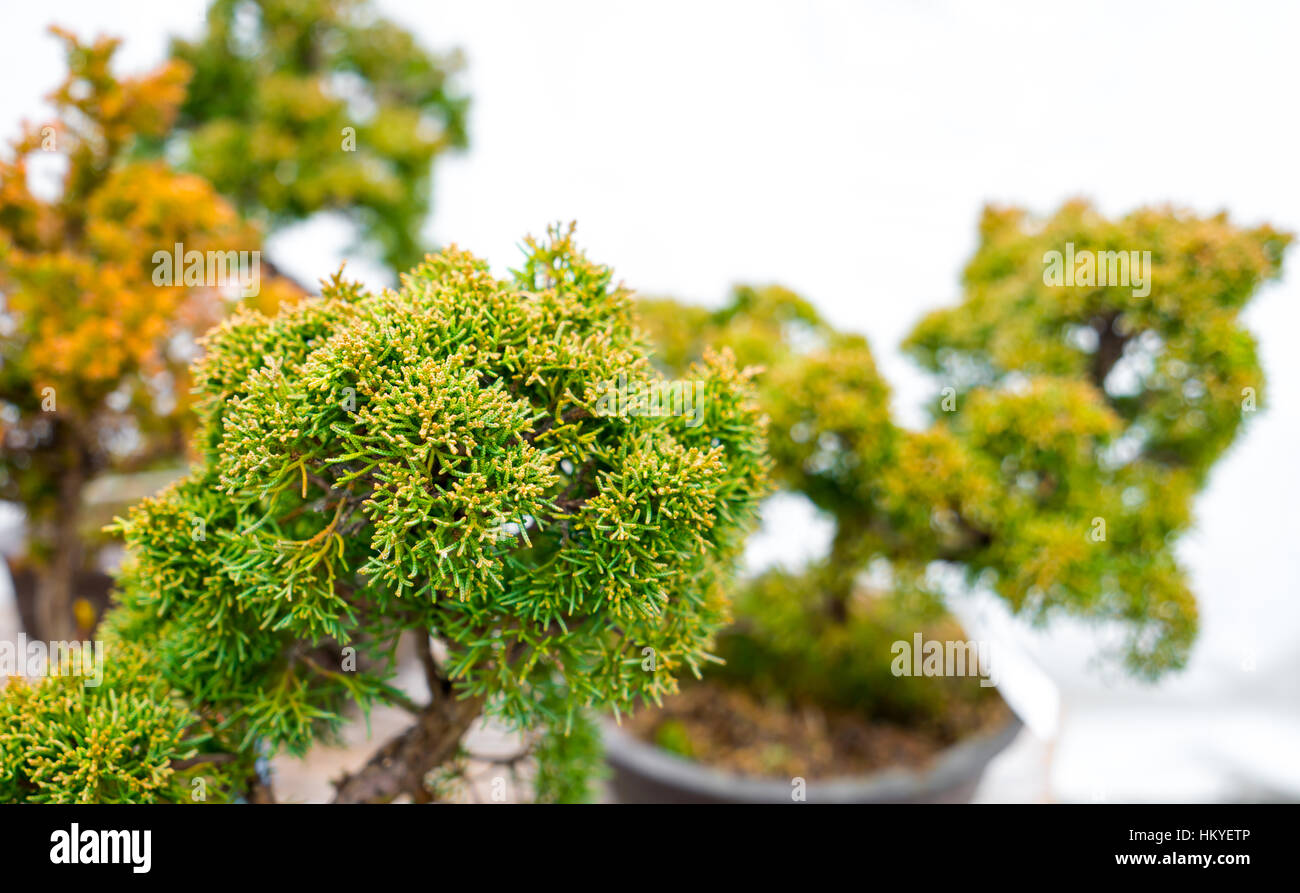 Small bonsai tree Stock Photo - Alamy