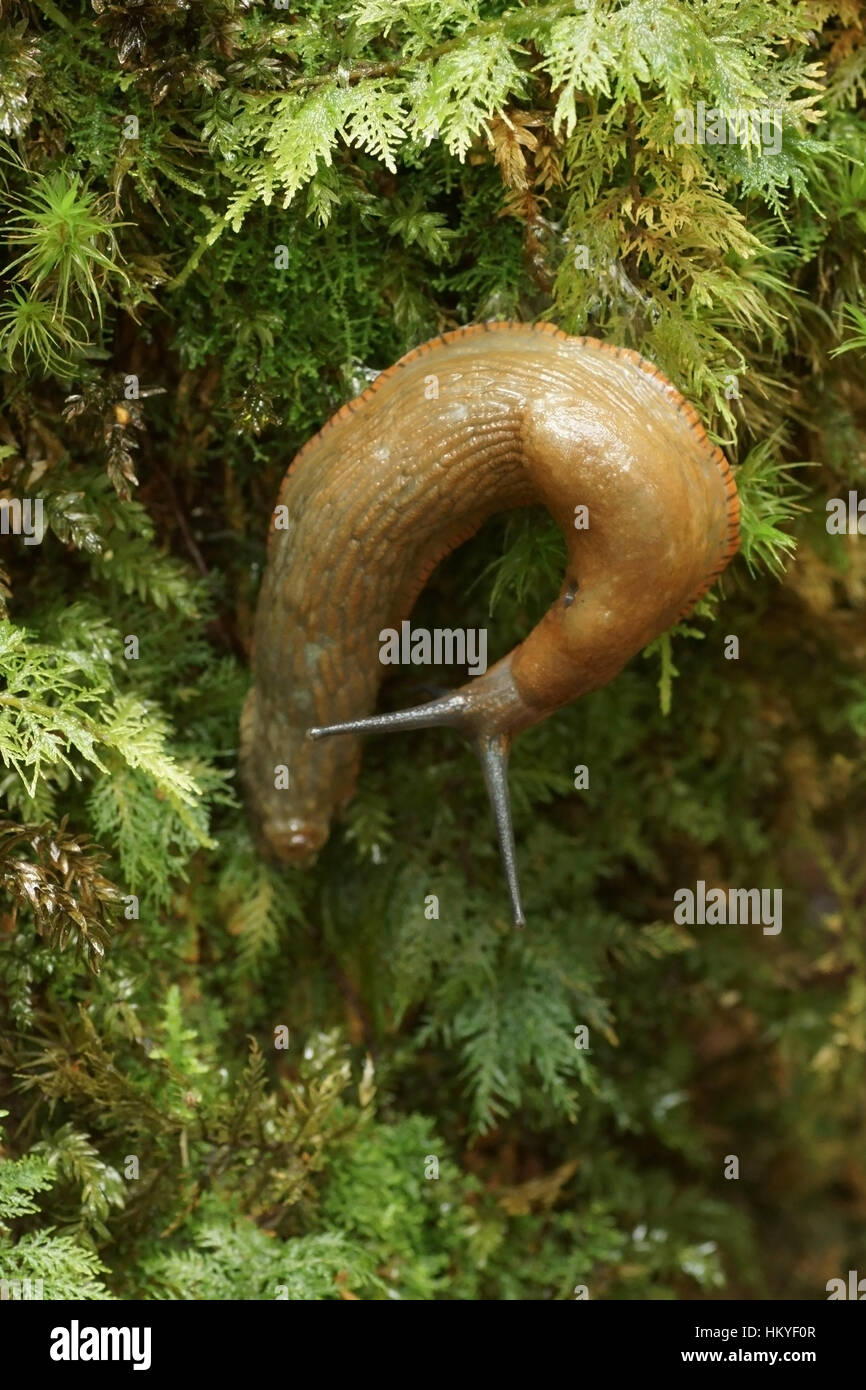 Great Red Slug (Arion ater Stock Photo - Alamy