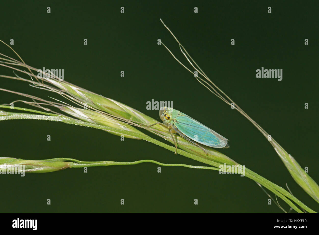 Green leafhopper hi-res stock photography and images - Alamy