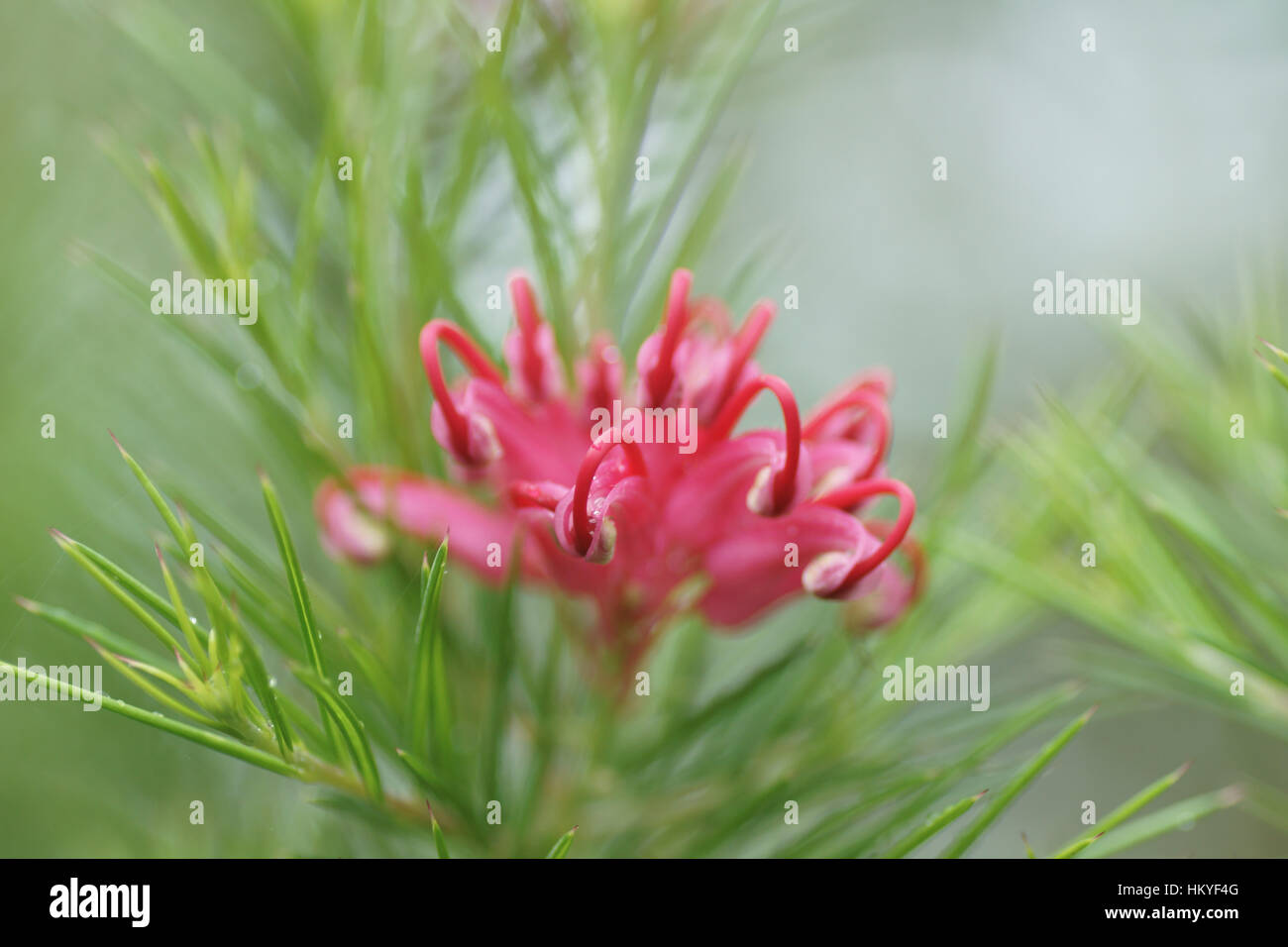 Grevillea 'Canberra Gem' Stock Photo - Alamy