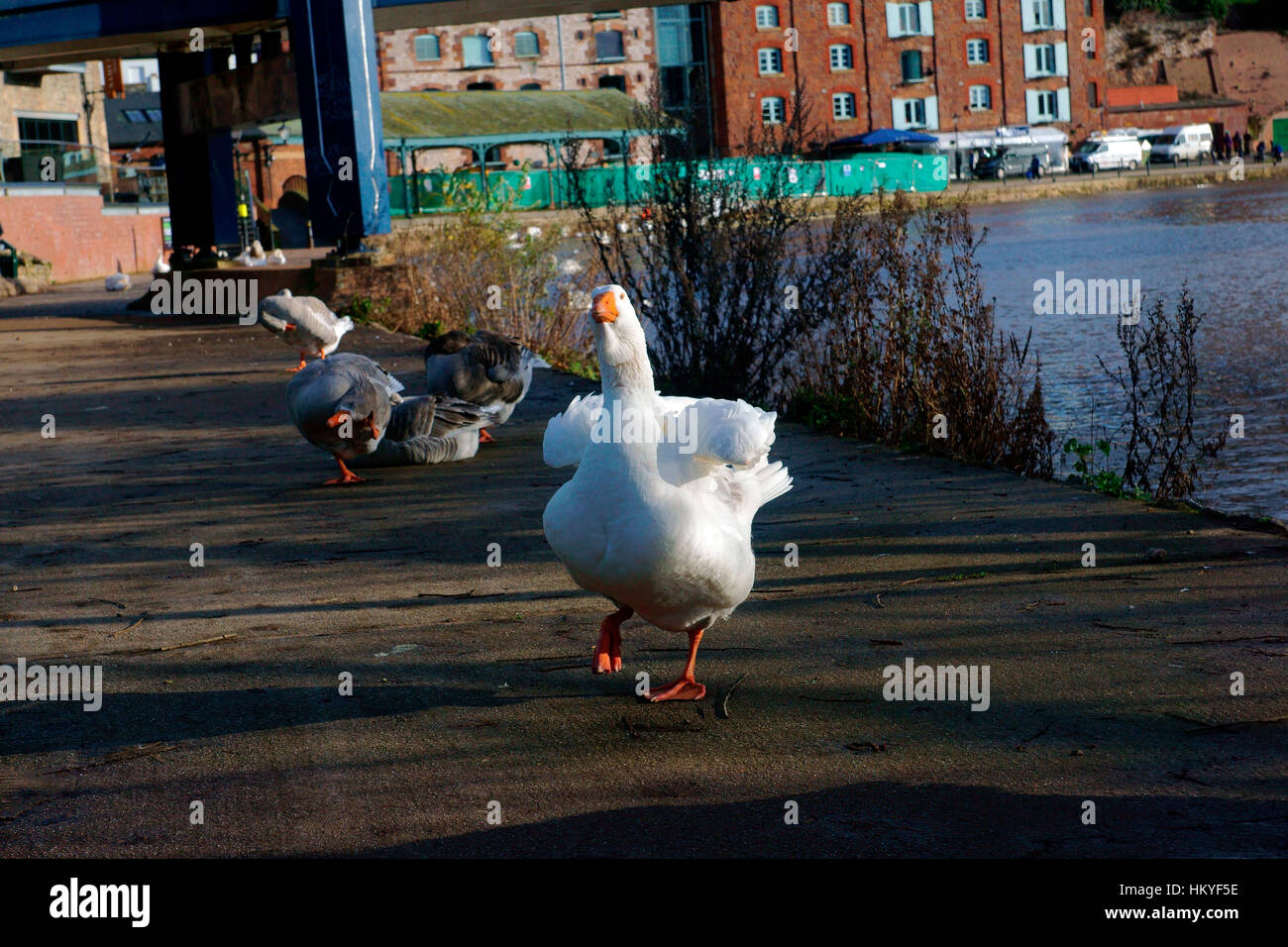 GOOSE ON THE MARCH Stock Photo - Alamy