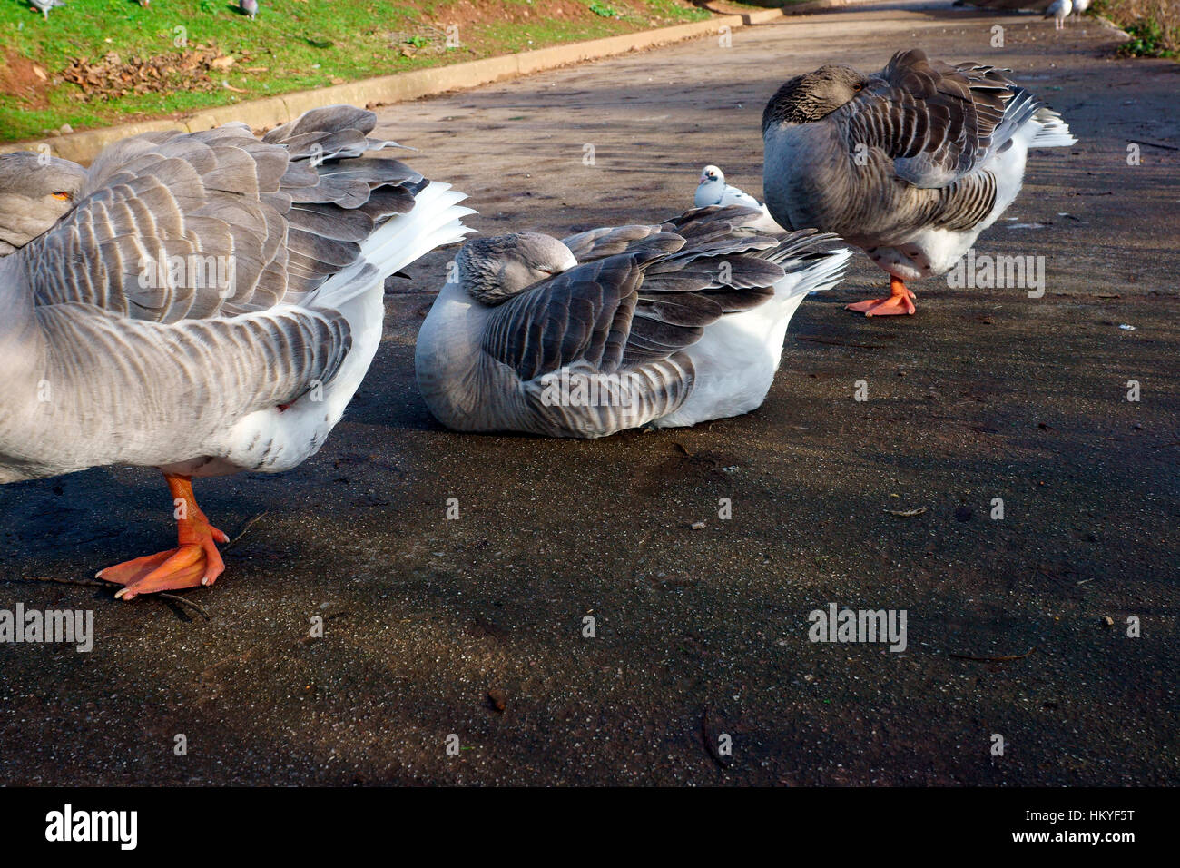 GOOSE RESTING ON A COLS WINDY DAY Stock Photo - Alamy