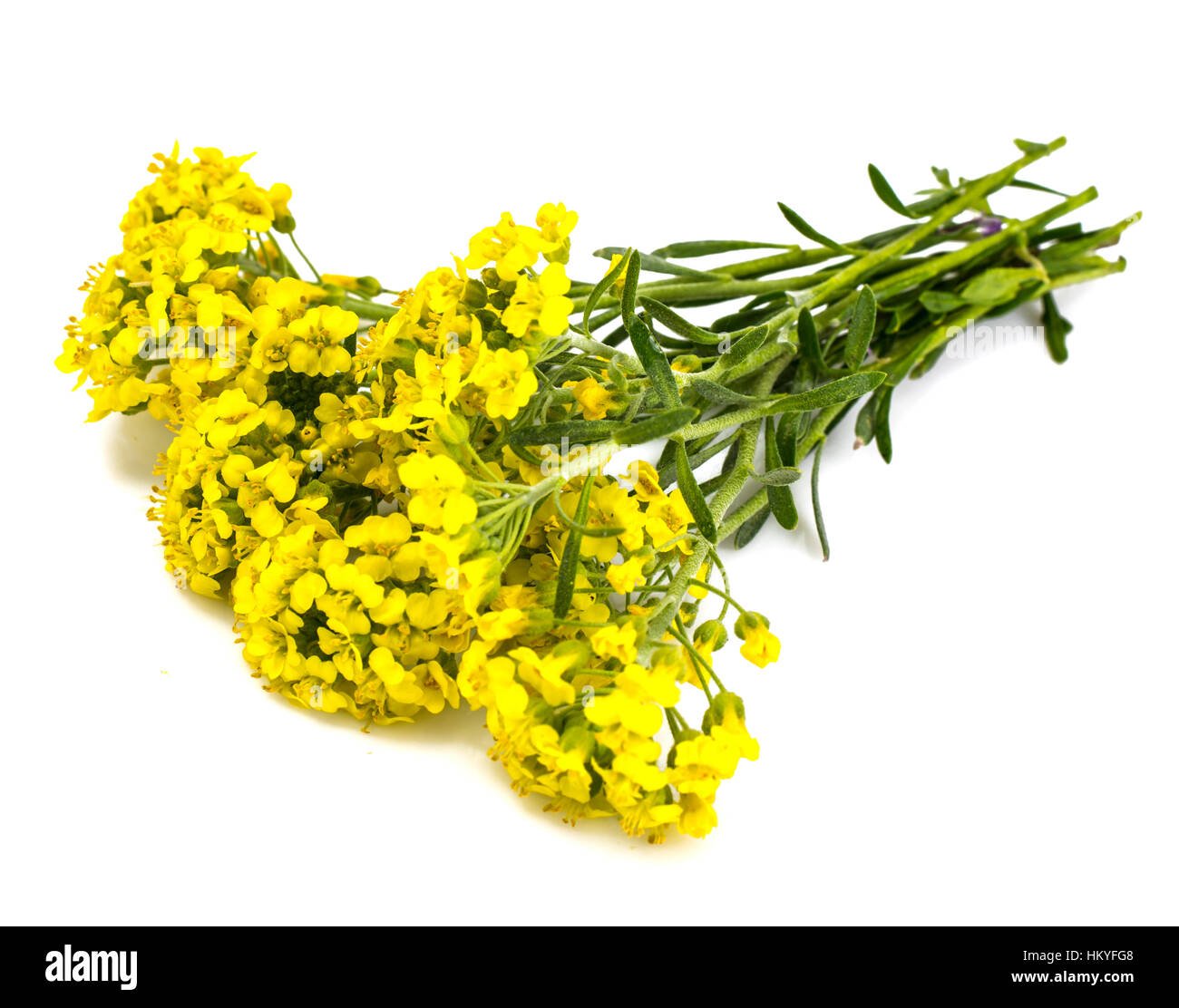 Pale yellow green Cut Out Stock Images & Pictures - Alamy