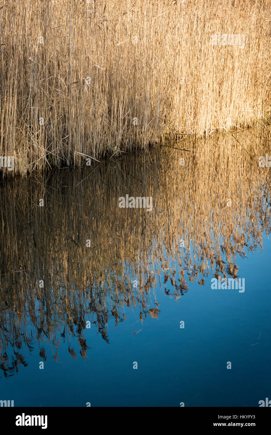 A reedbed with reeds reflecting in a fenland drain in the ...