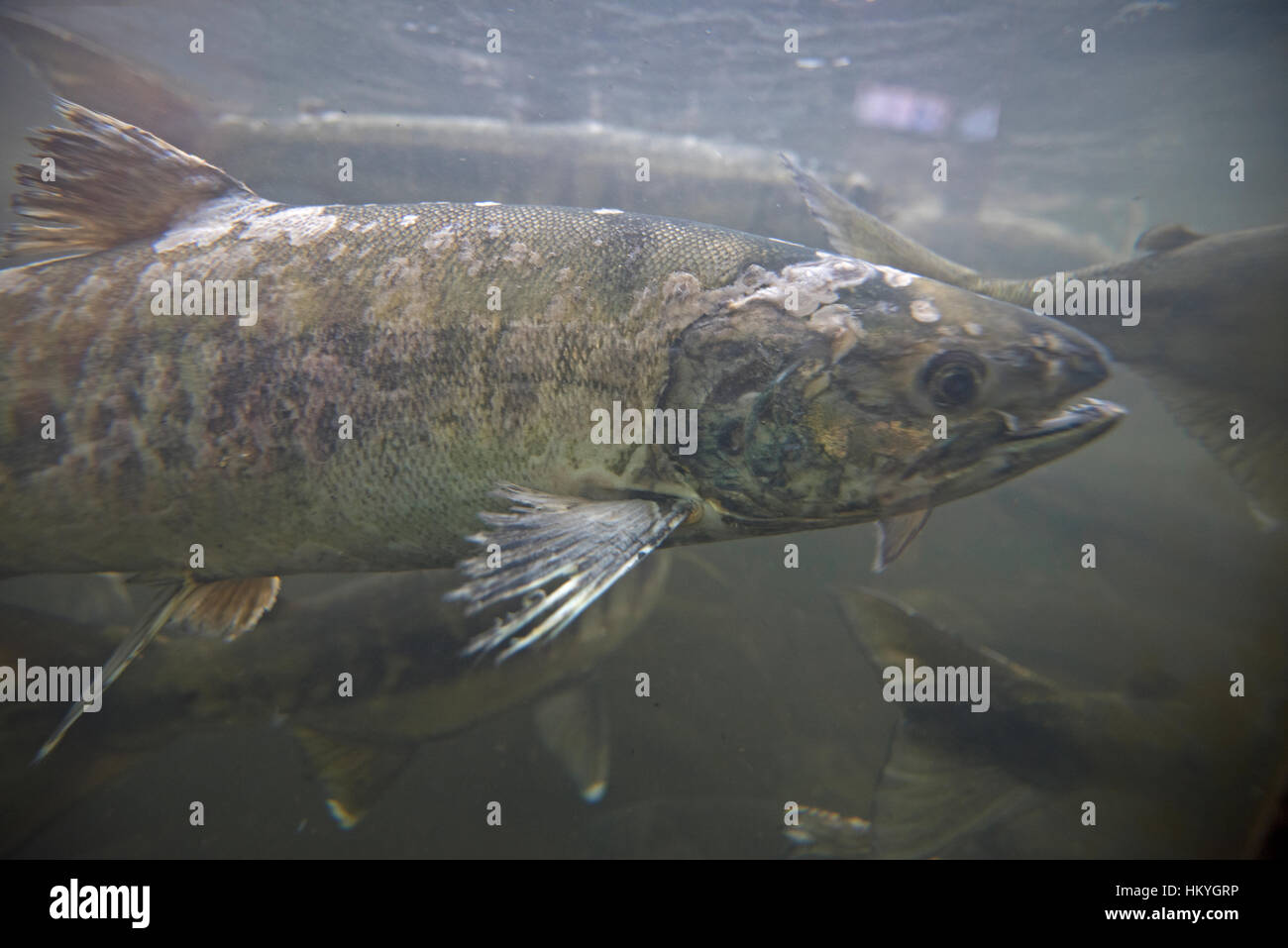Chum salmon hi-res stock photography and images - Alamy