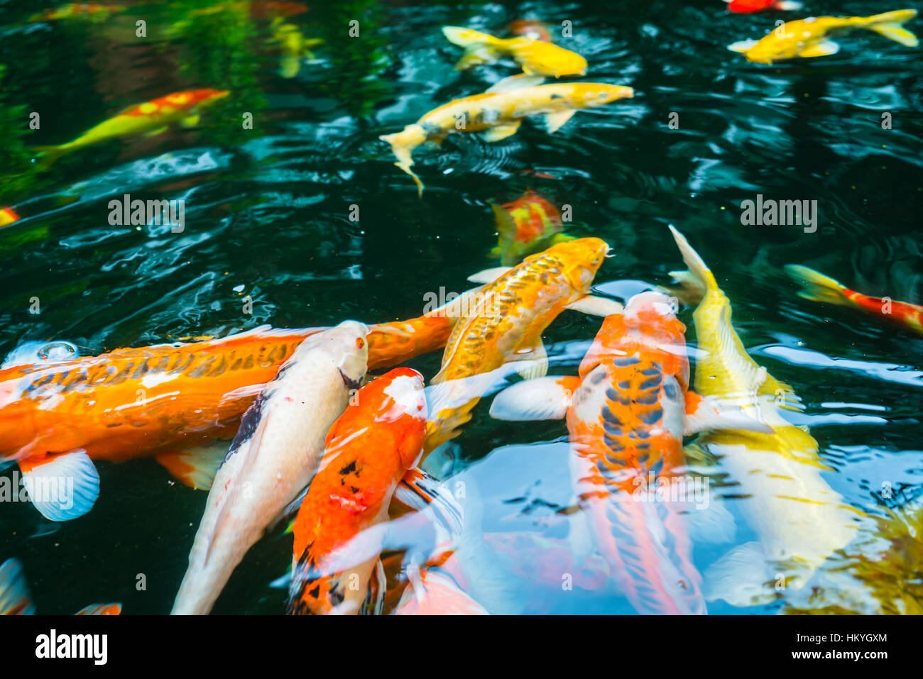 Colorful Koi fish swimming in water Stock Photo - Alamy