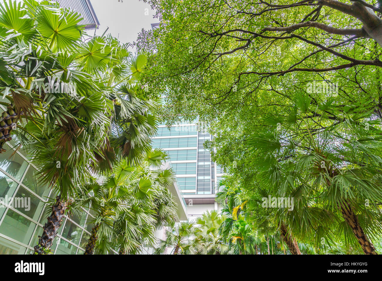 Forest trees in city Stock Photo - Alamy