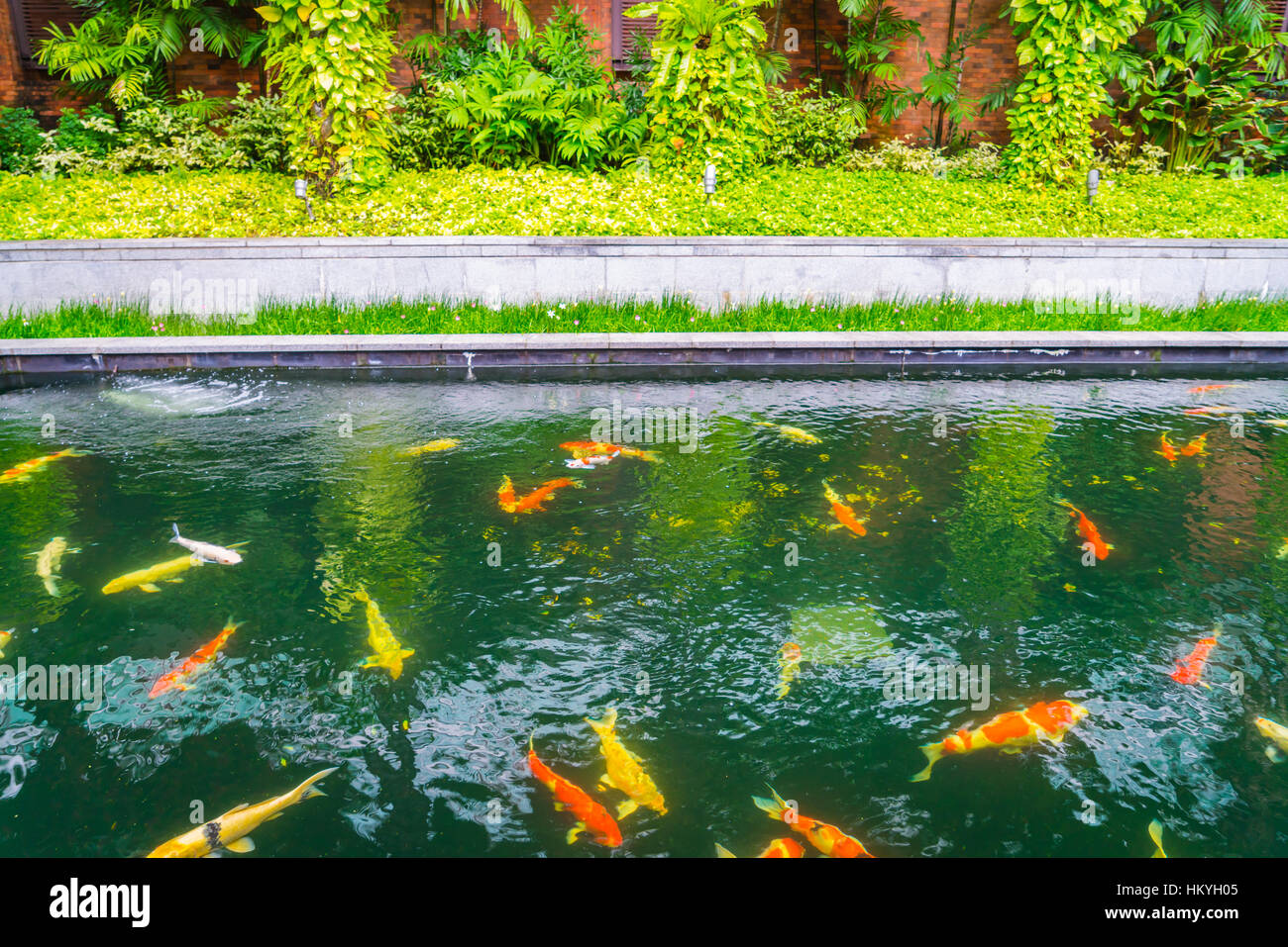 Colorful Koi fish swimming in water Stock Photo - Alamy