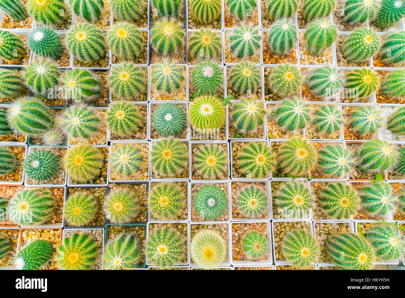 Beautiful small cactus field Stock Photo - Alamy