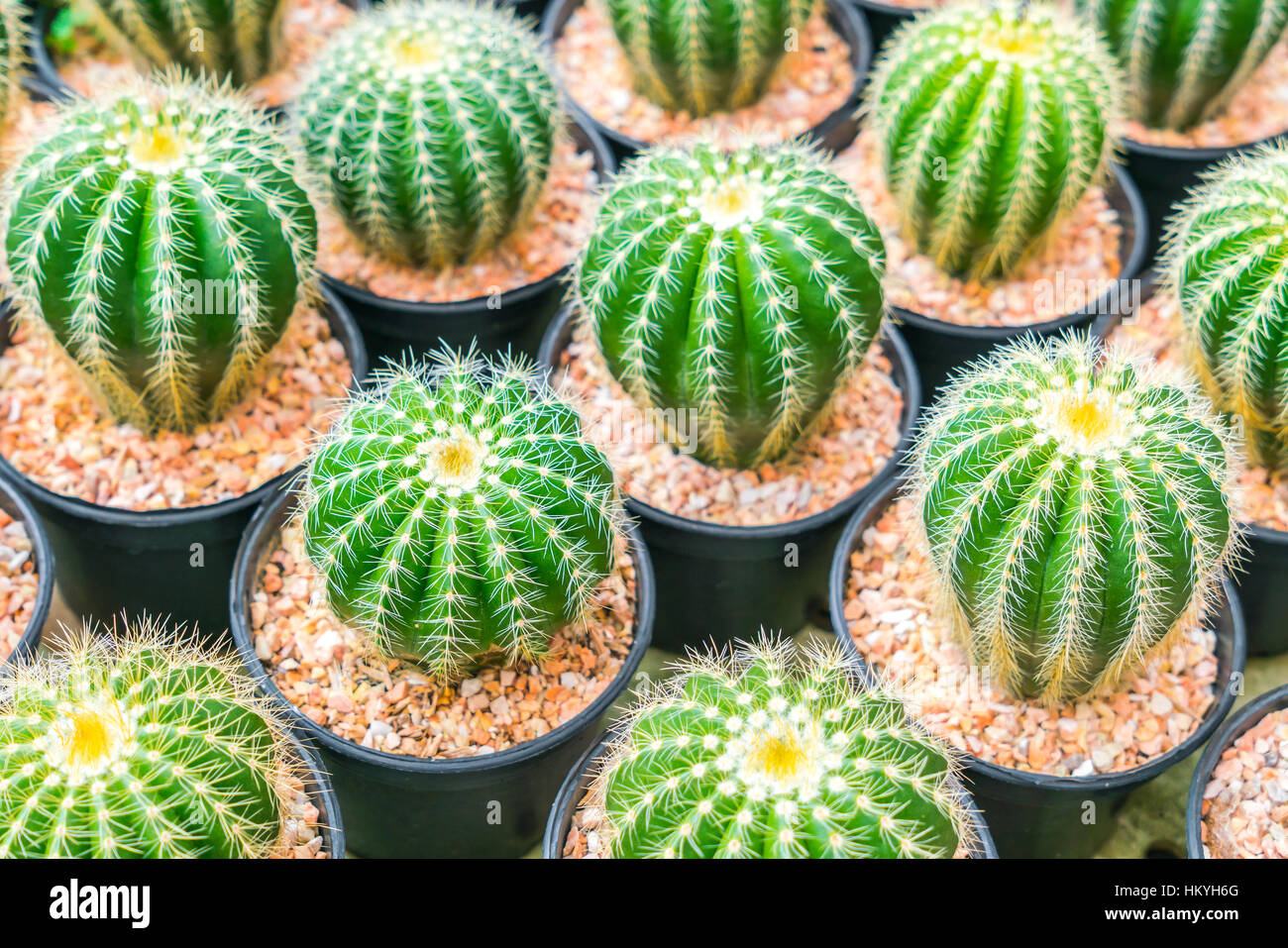 Beautiful small cactus field Stock Photo - Alamy