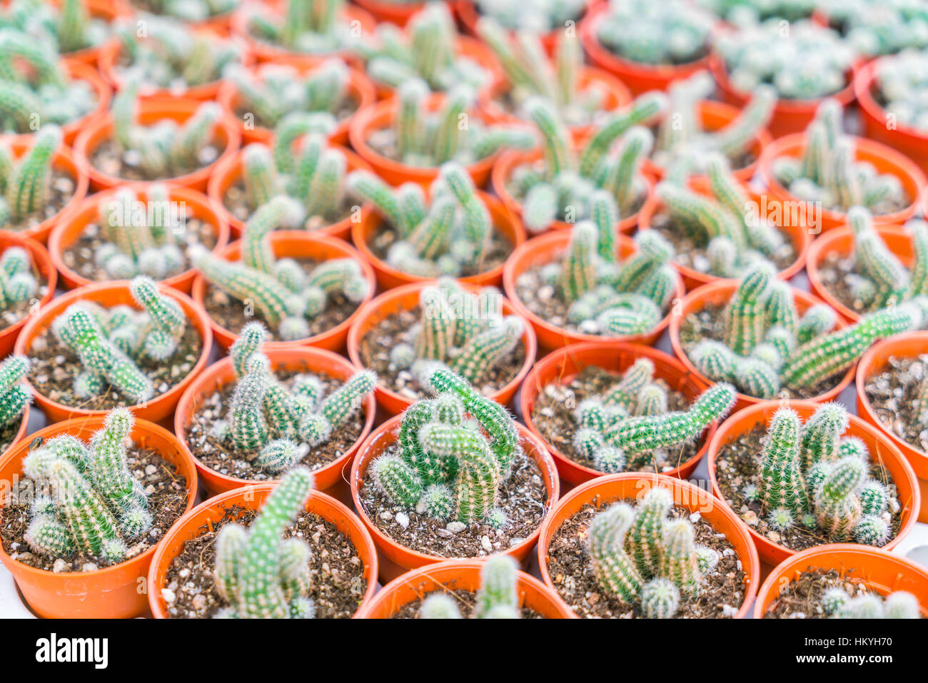 Beautiful small cactus field Stock Photo - Alamy
