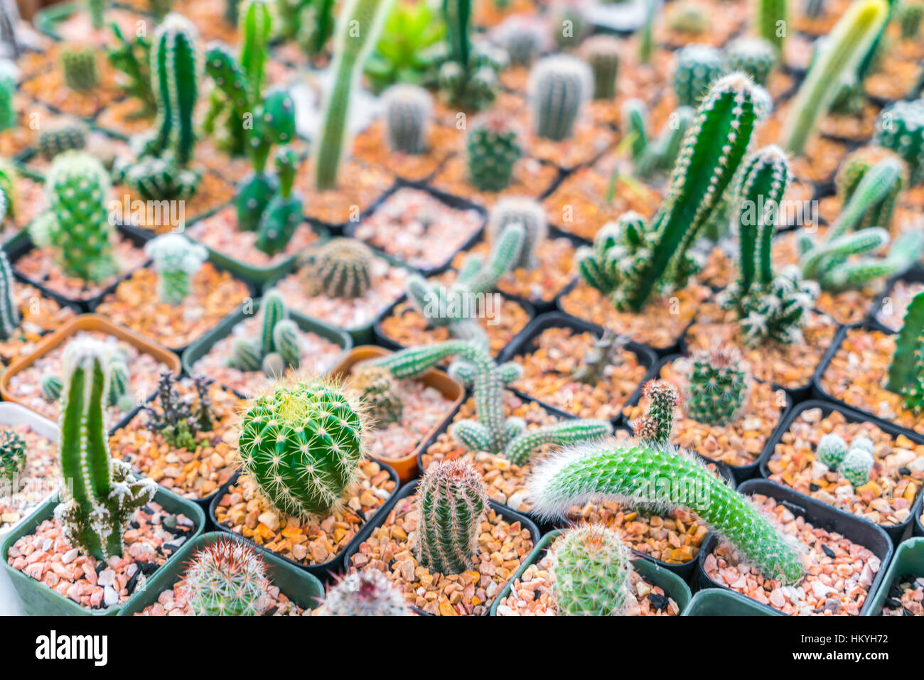 Beautiful small cactus field Stock Photo - Alamy