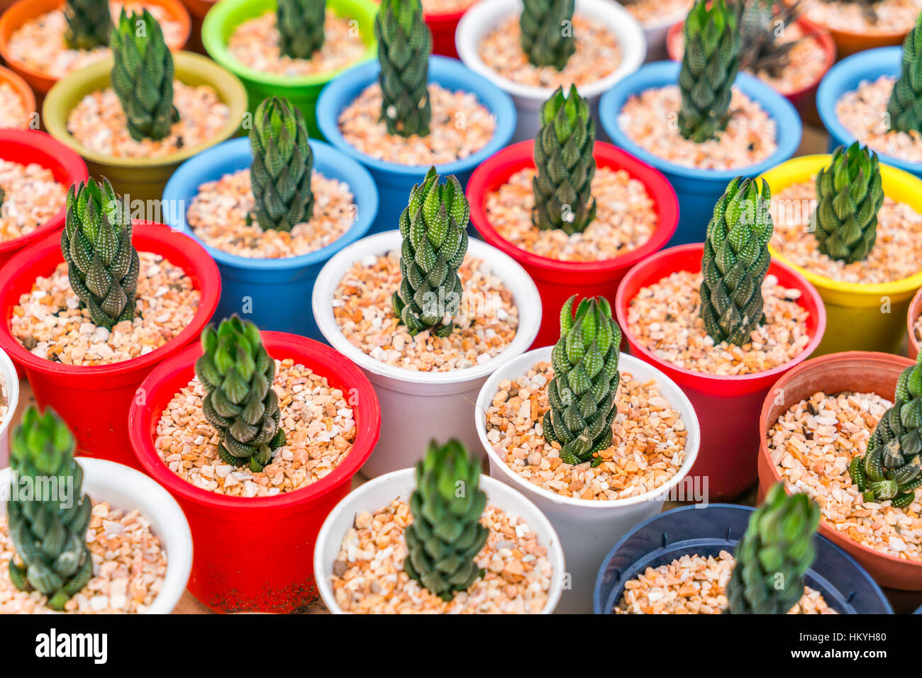Beautiful small cactus field Stock Photo - Alamy