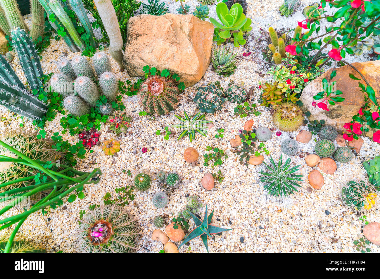 Beautiful small cactus field Stock Photo - Alamy