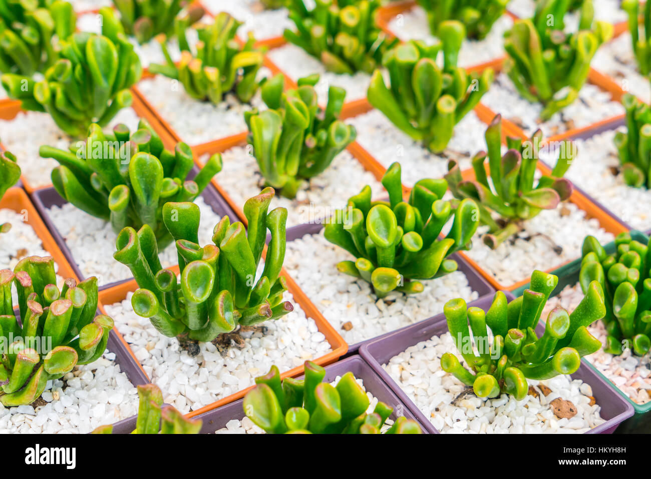 Beautiful small cactus field Stock Photo - Alamy