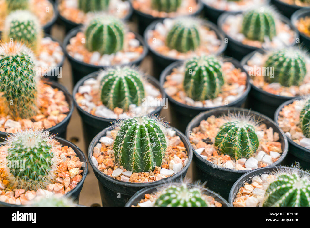 Beautiful small cactus field Stock Photo - Alamy