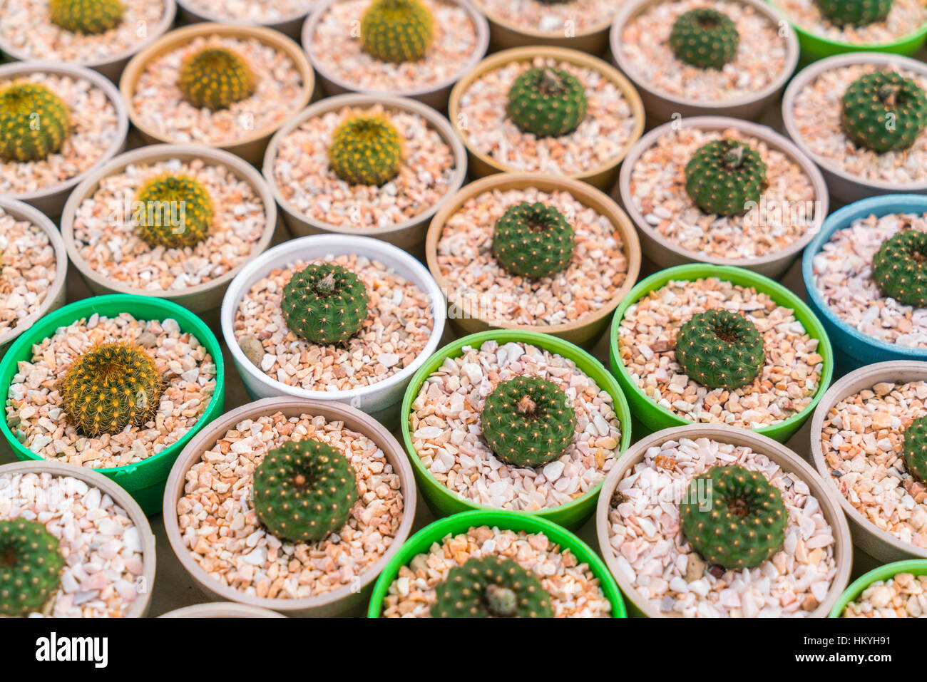 Beautiful small cactus field Stock Photo - Alamy