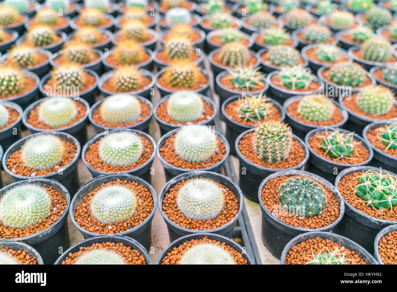 Beautiful small cactus field Stock Photo - Alamy
