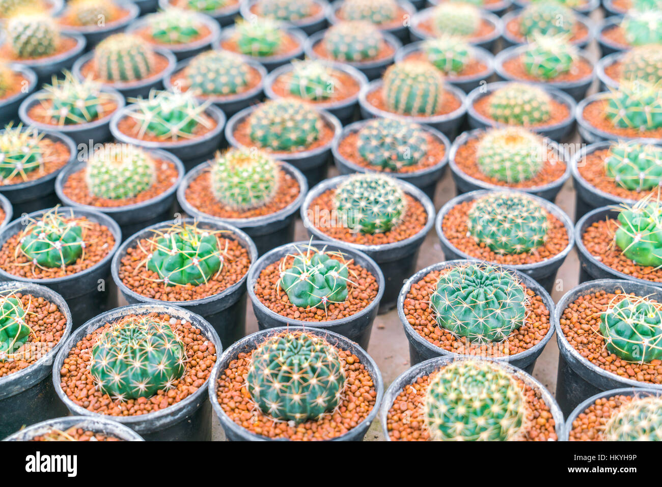 Beautiful small cactus field Stock Photo - Alamy