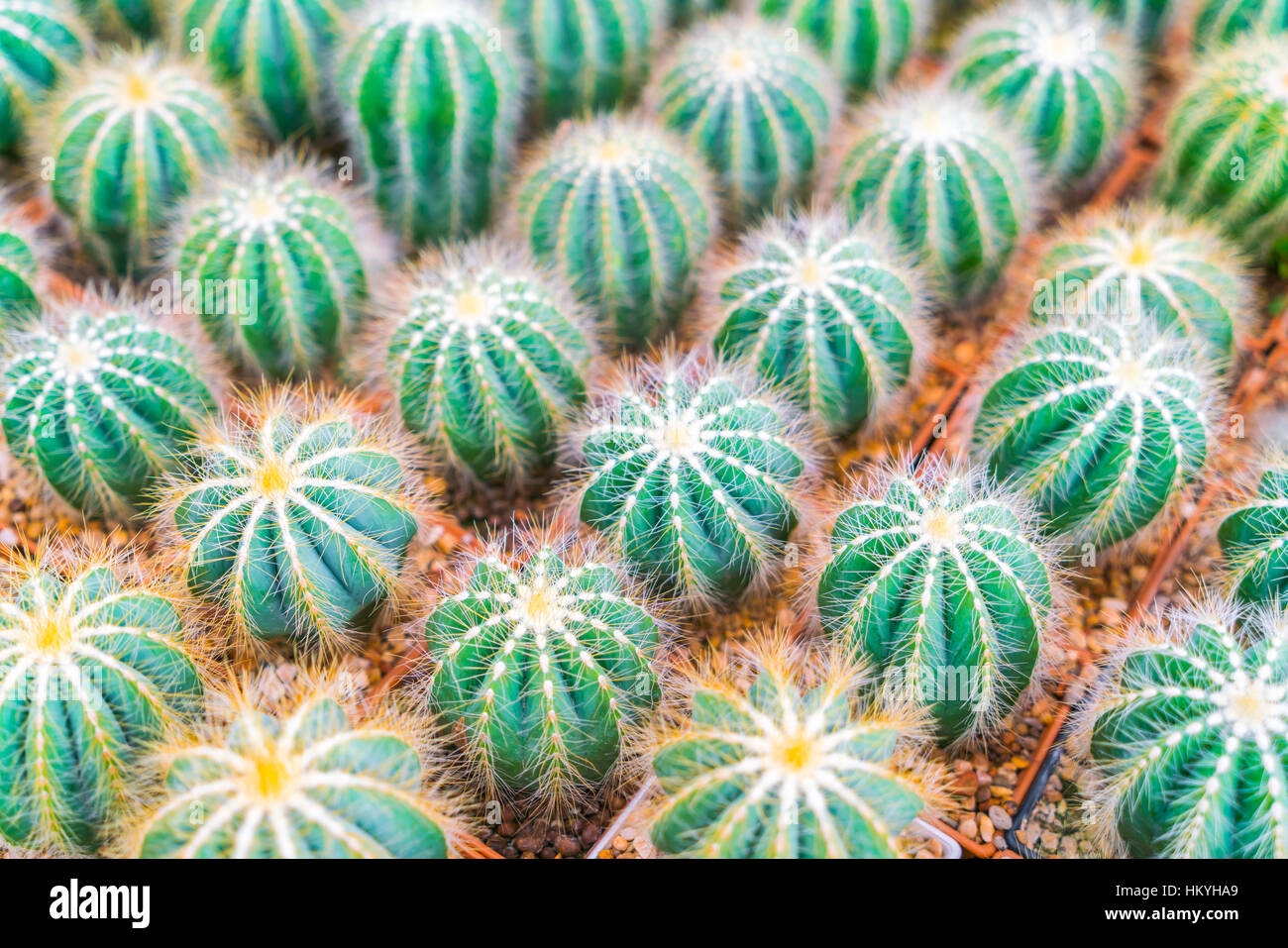 Beautiful small cactus field Stock Photo - Alamy