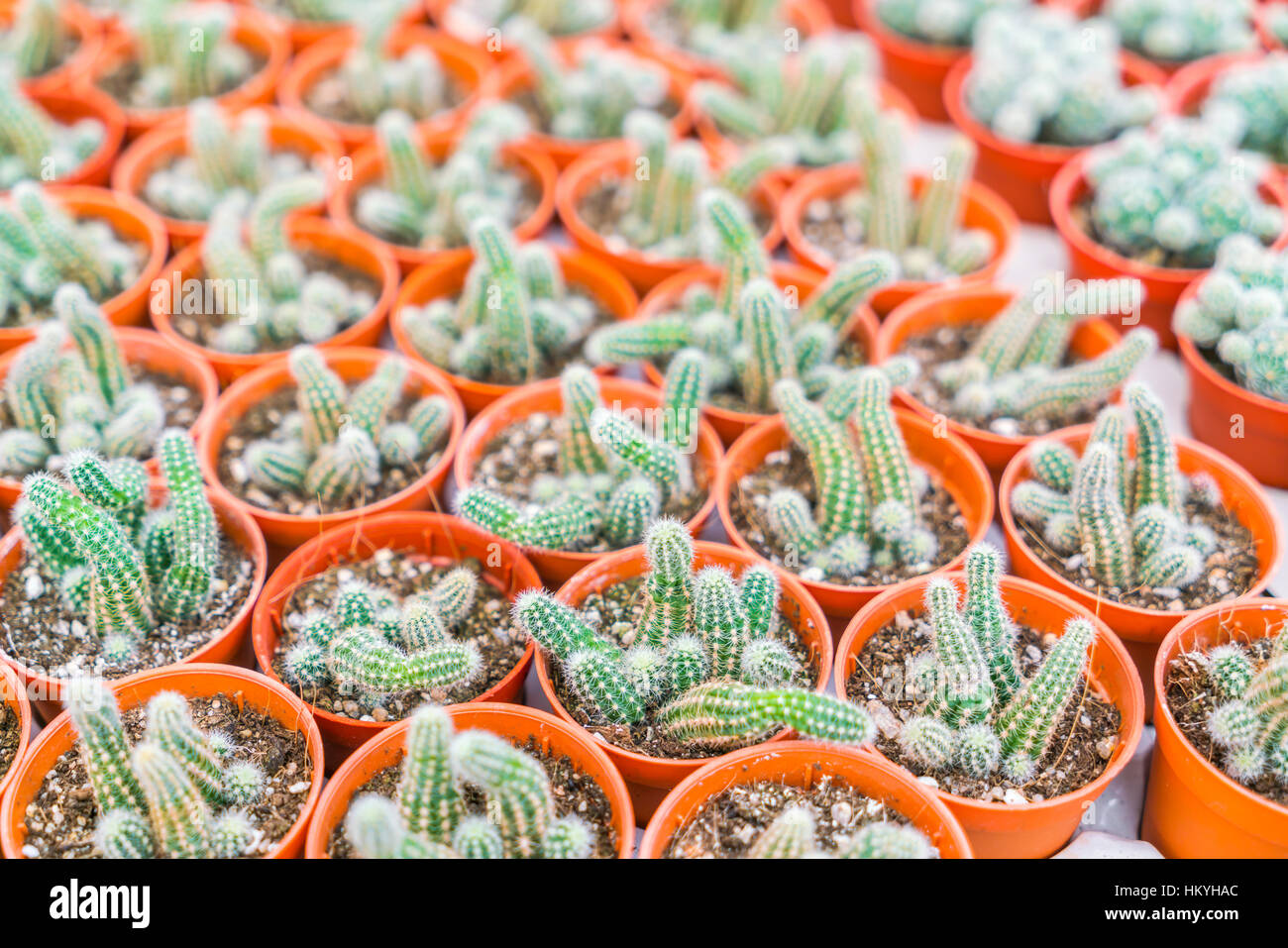 Beautiful small cactus field Stock Photo - Alamy