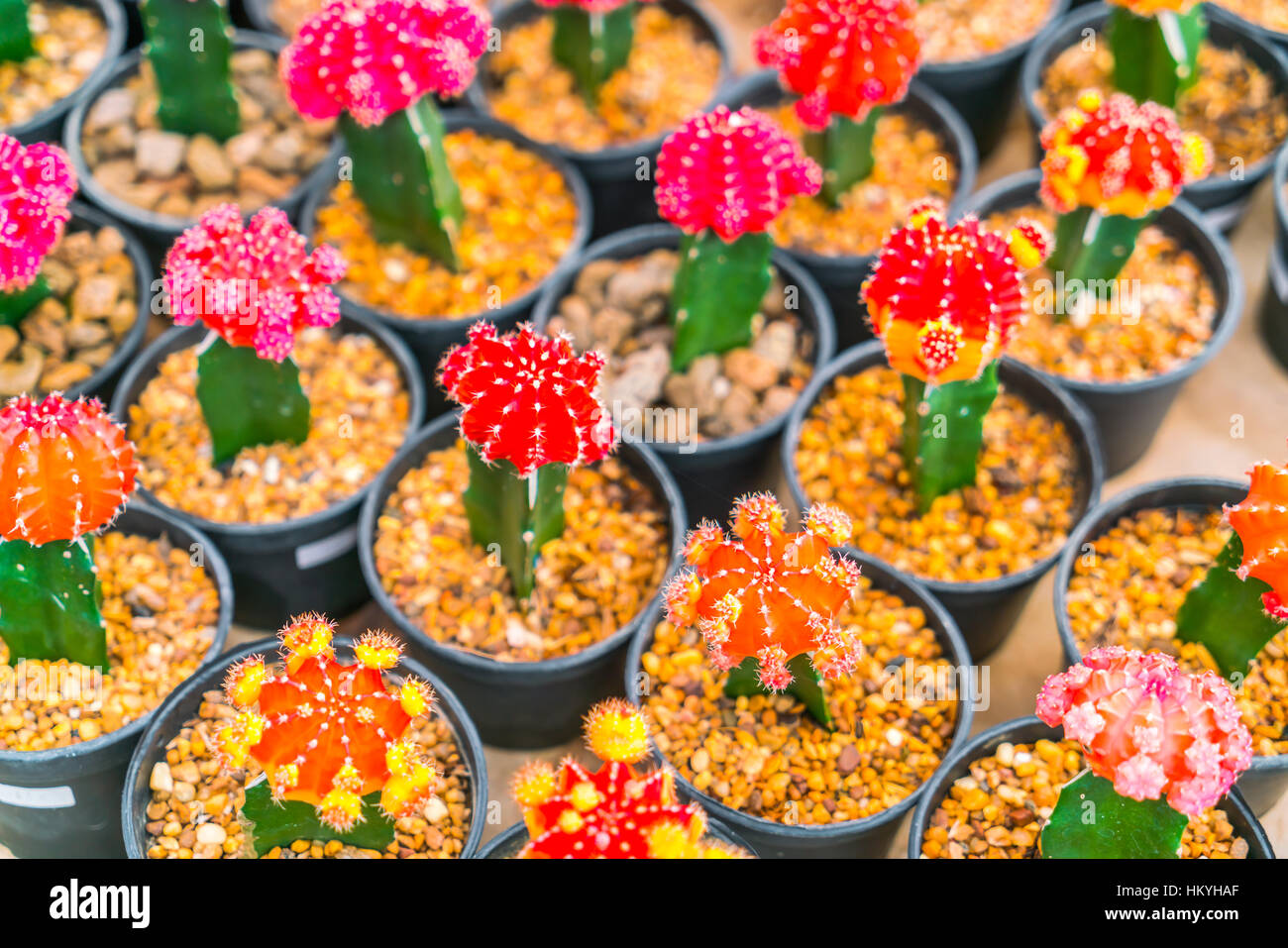 Beautiful small cactus field Stock Photo - Alamy