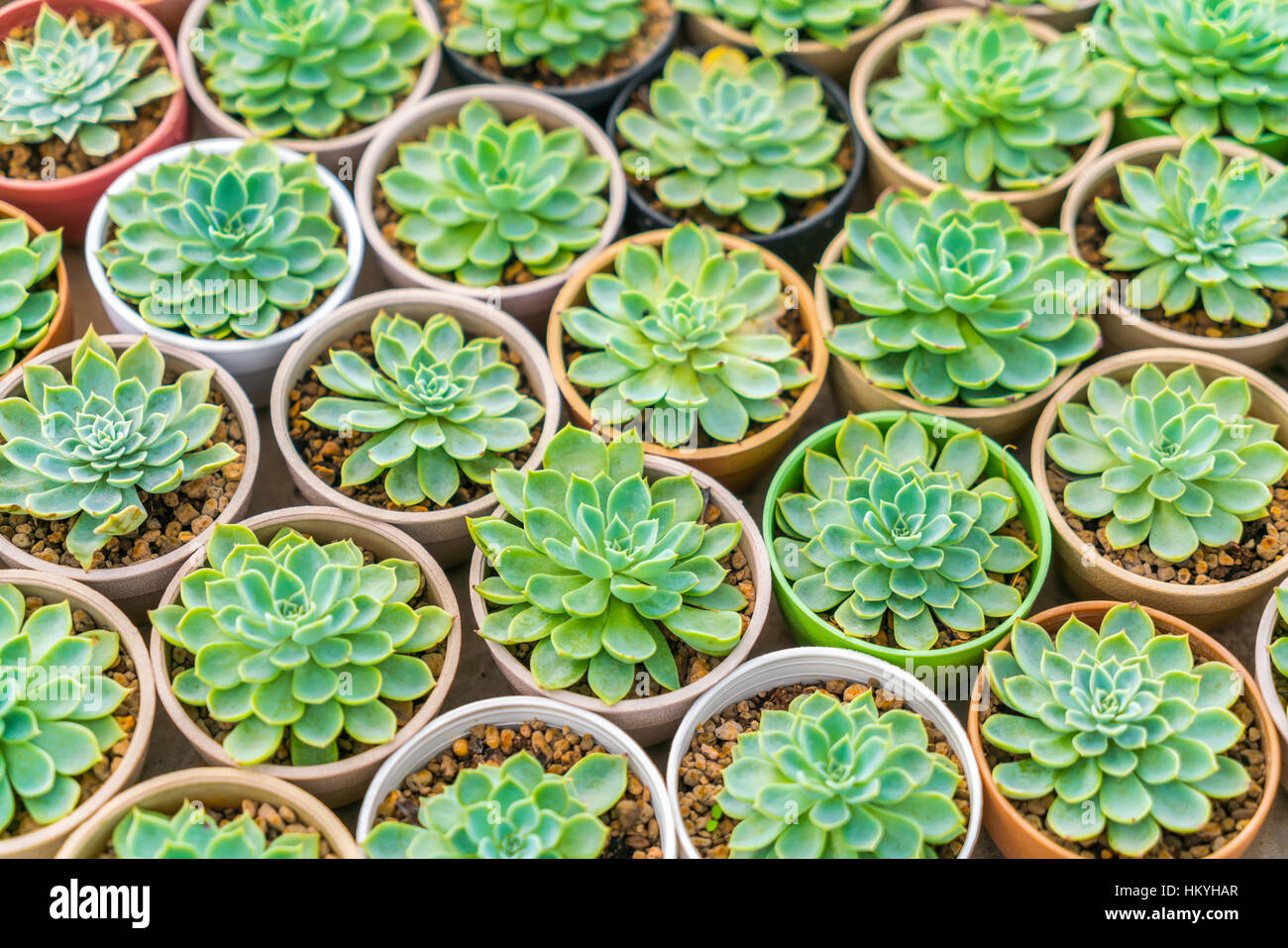 Beautiful small cactus field Stock Photo - Alamy