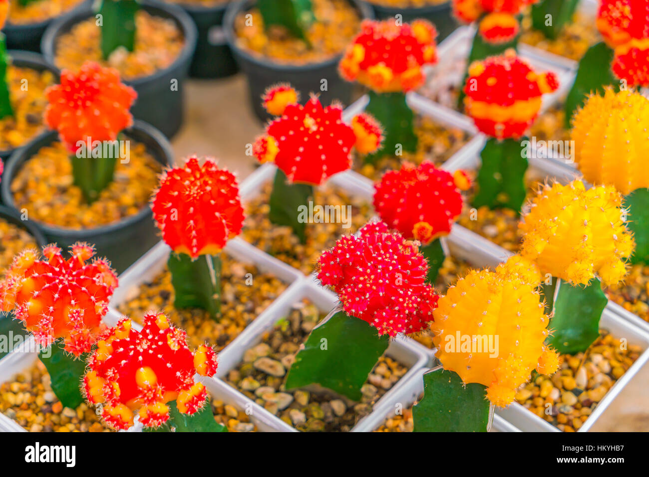 Beautiful small cactus field Stock Photo - Alamy