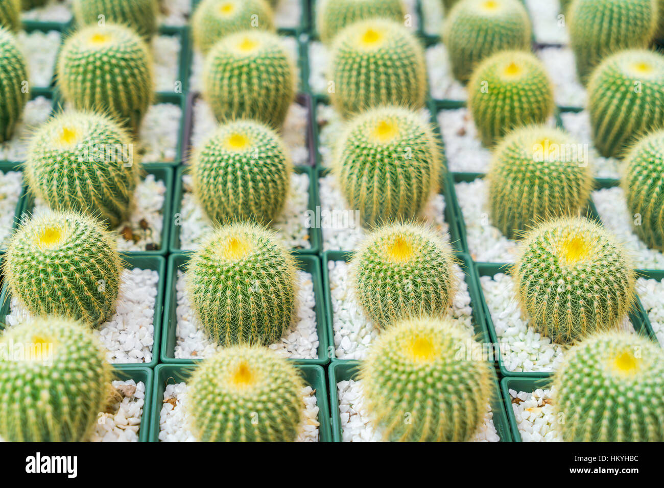 Beautiful small cactus field Stock Photo - Alamy