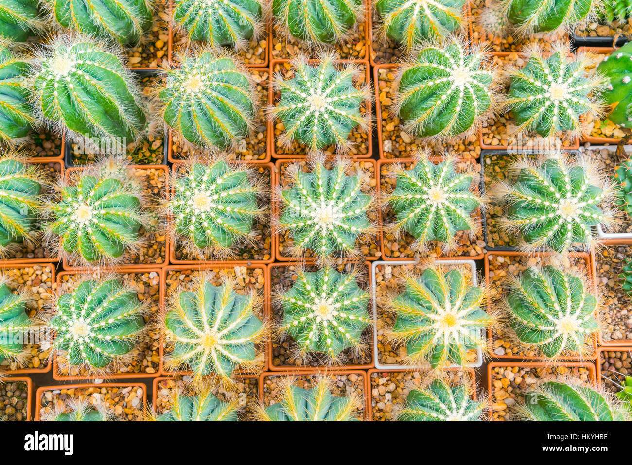 Beautiful small cactus field Stock Photo - Alamy
