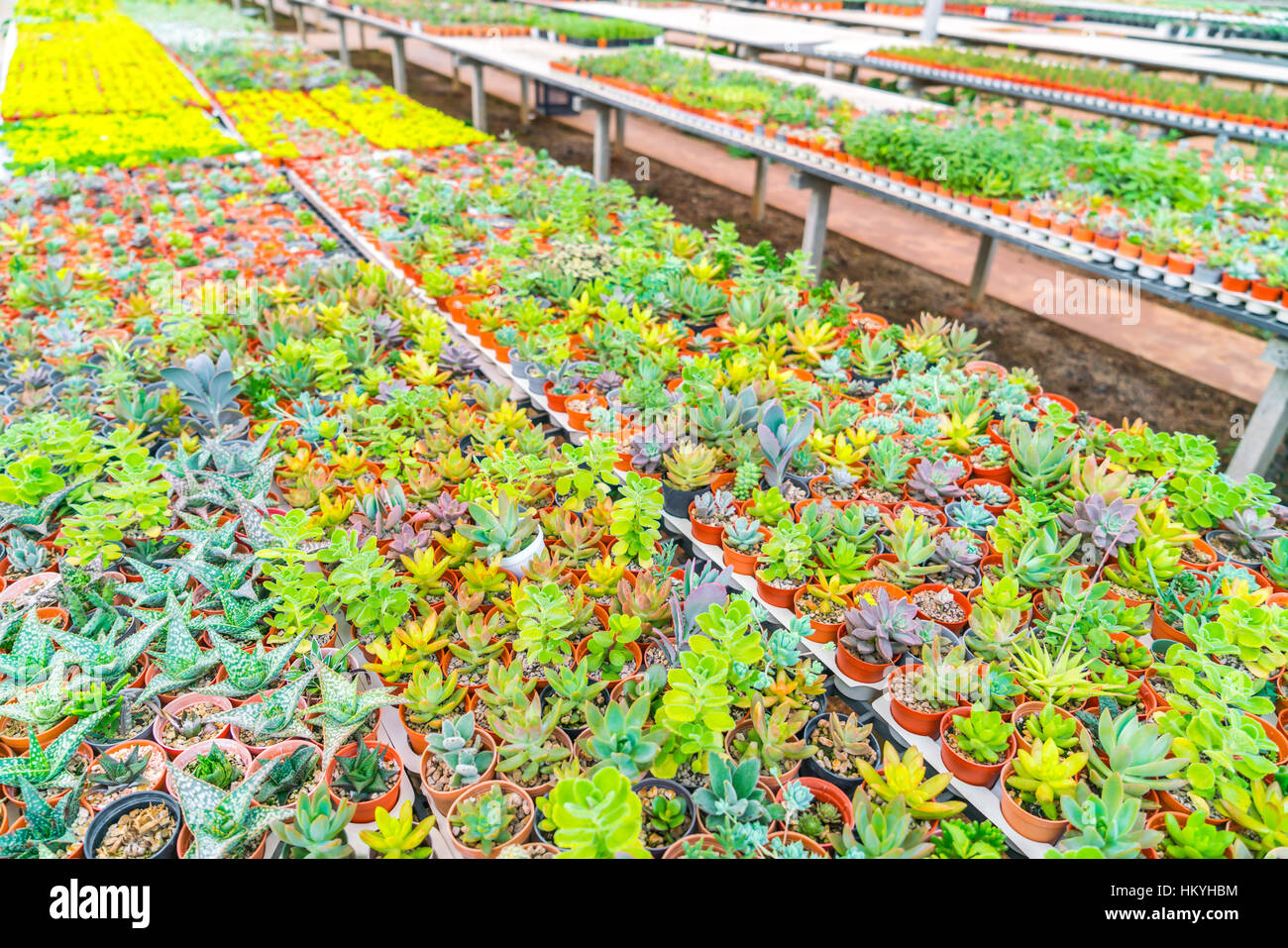 Beautiful small cactus field Stock Photo - Alamy