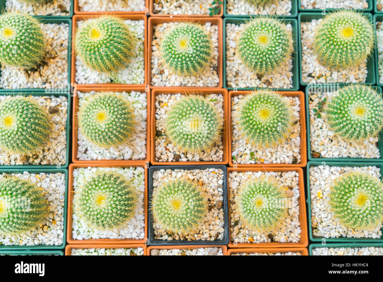 Beautiful small cactus field Stock Photo - Alamy