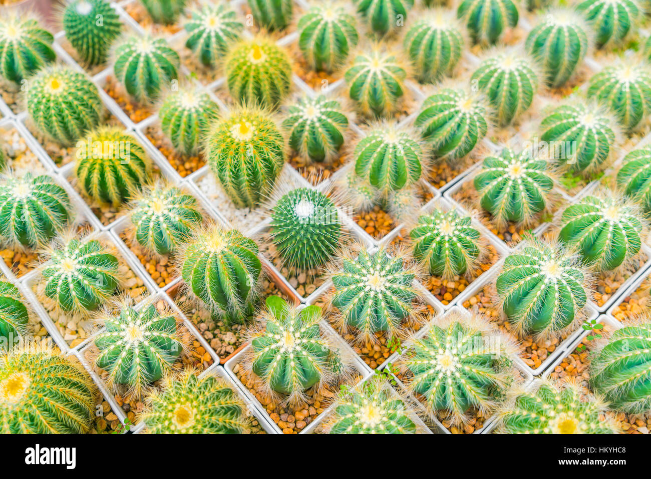 Beautiful small cactus field Stock Photo - Alamy