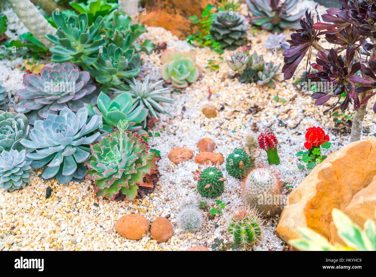 Beautiful small cactus field Stock Photo - Alamy