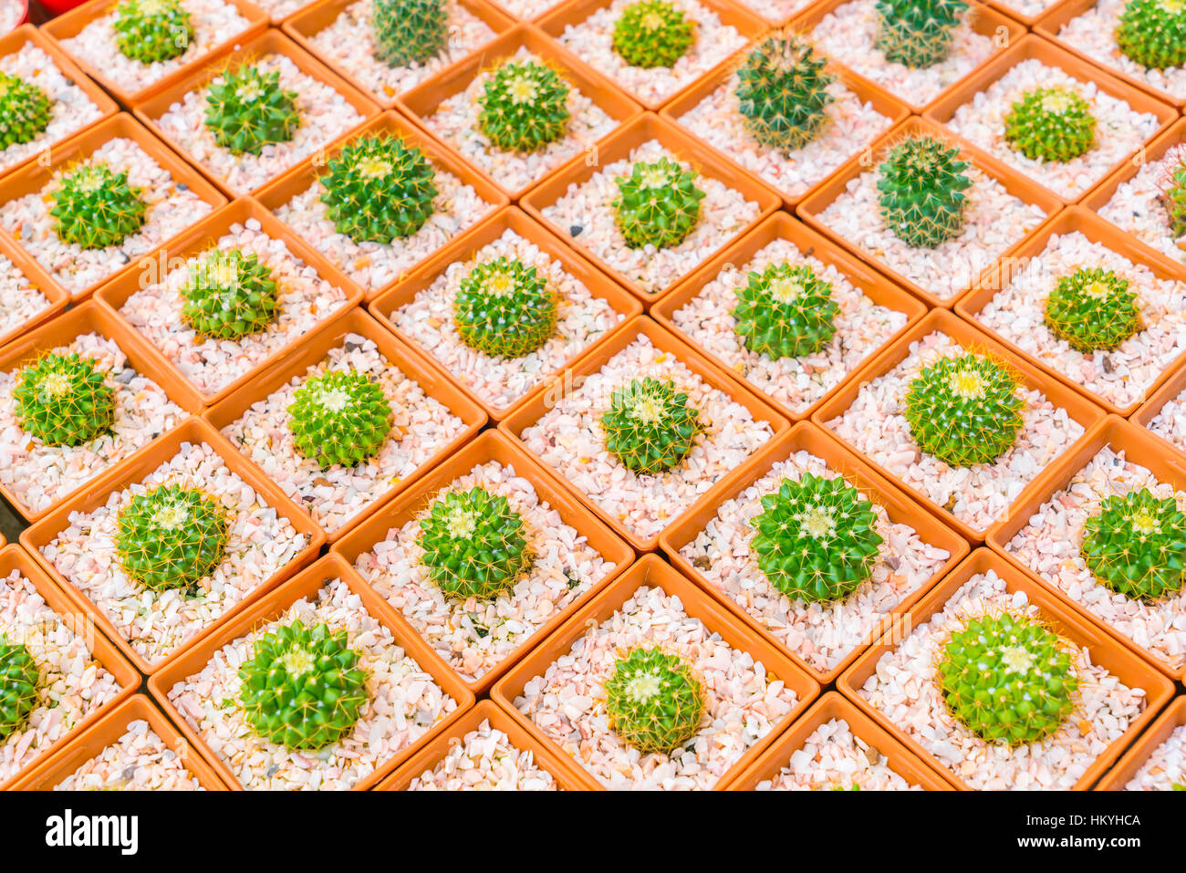 Beautiful small cactus field Stock Photo - Alamy