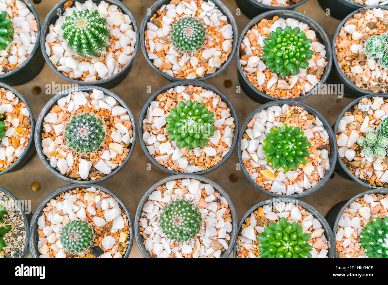 Beautiful small cactus field Stock Photo - Alamy