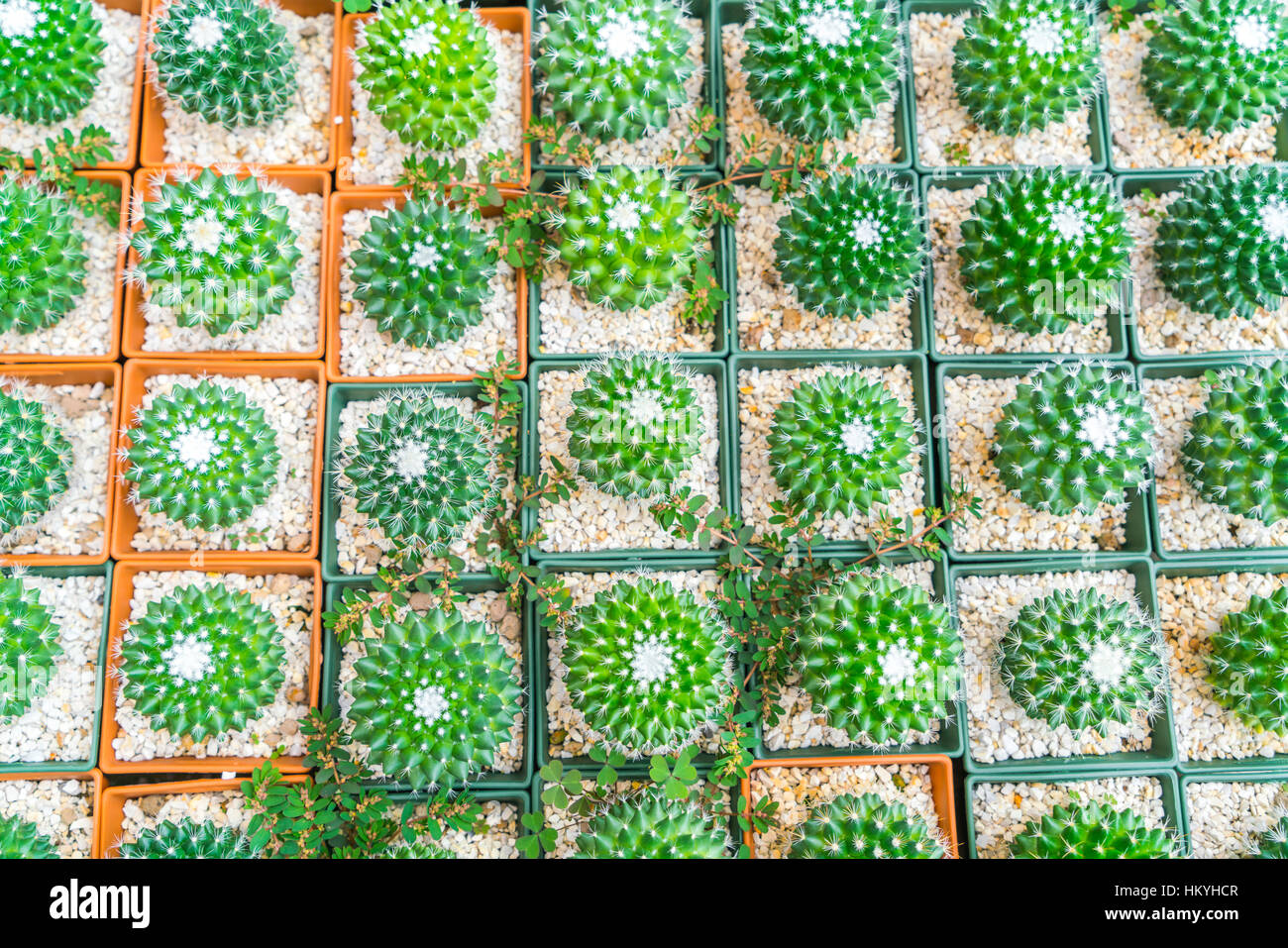 Beautiful small cactus field Stock Photo - Alamy