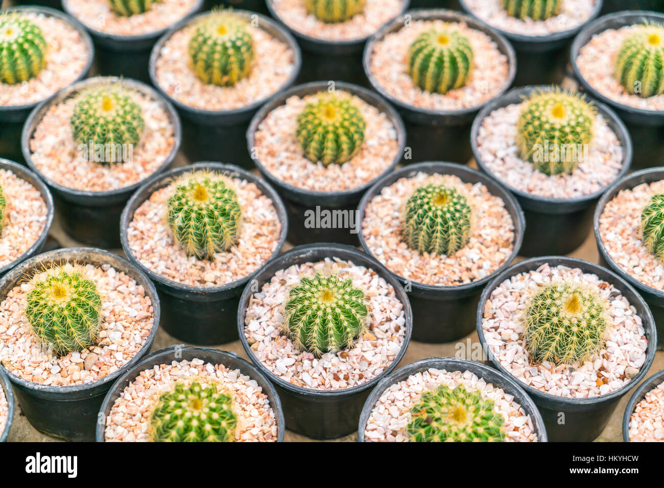 Beautiful small cactus field Stock Photo - Alamy